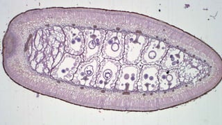 Marsilea structure and reproduction | PPTX