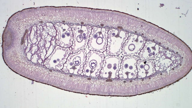 Marsilea structure and reproduction | PPTX