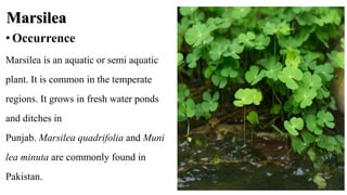 Marsilea structure and reproduction | PPTX