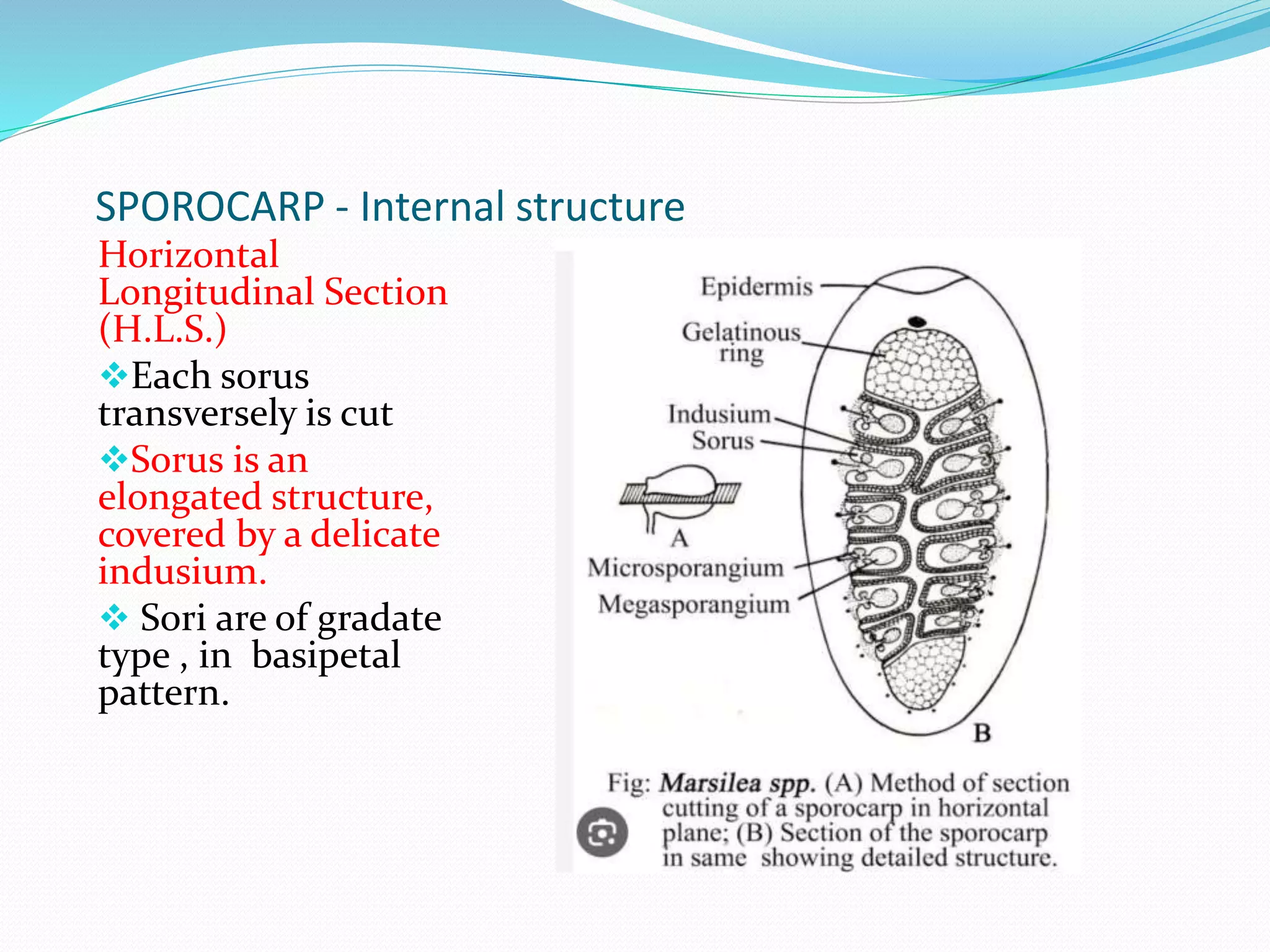 Marsilea Petiole Ts Diagram