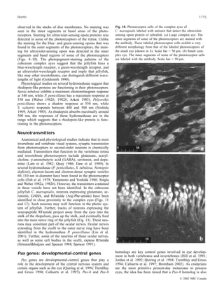 Martin | PDF