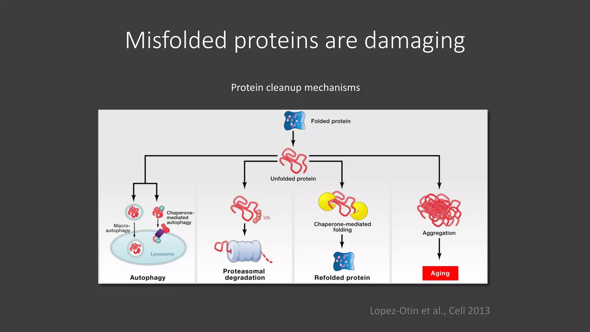 Martin Borch Jensen - The Science of Aging 2019 | PDF