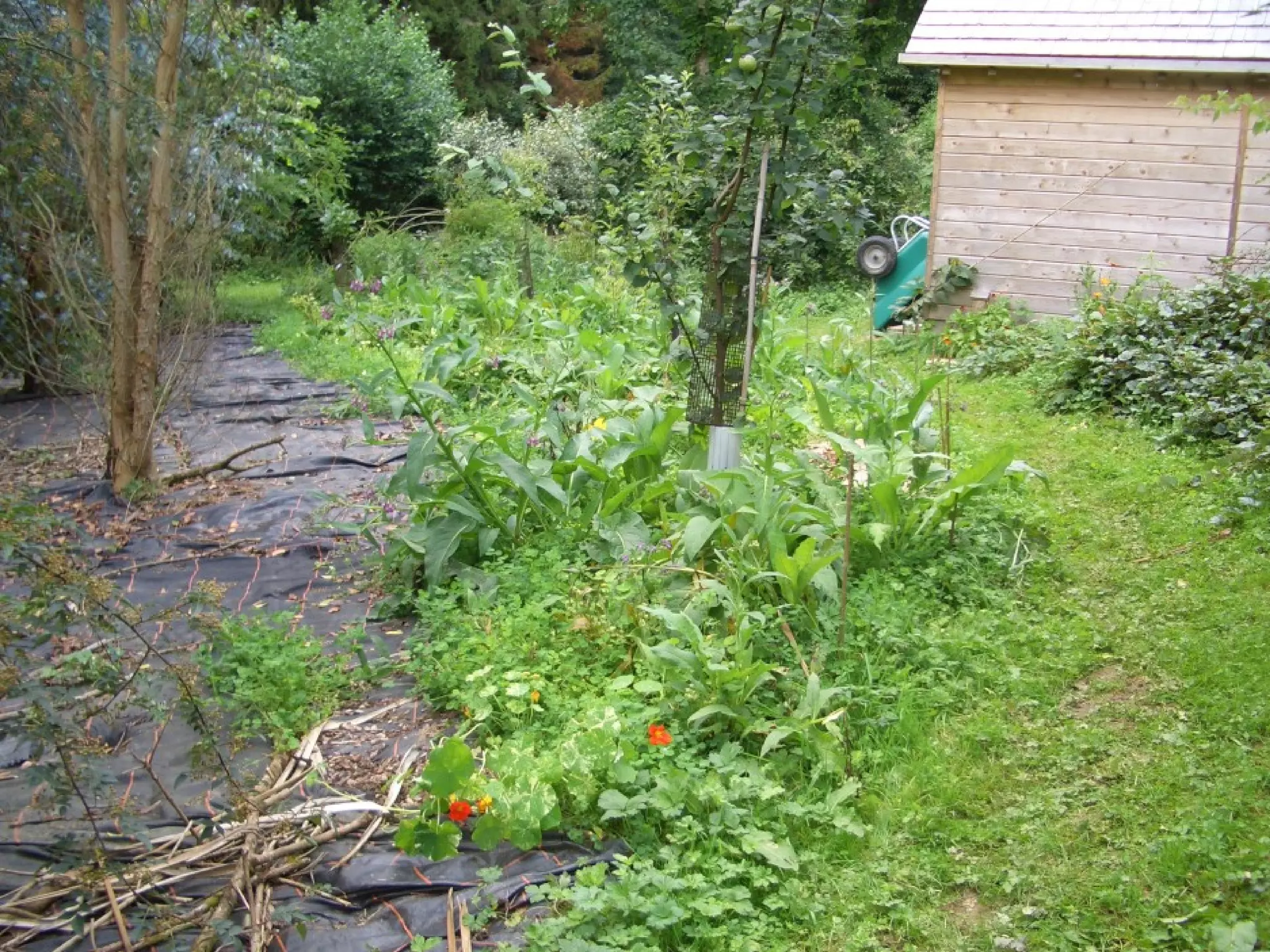A Tour of Martin Crawford's Forest Garden | PDF