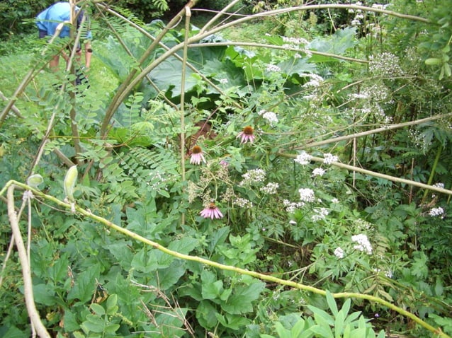 A Tour of Martin Crawford's Forest Garden | PDF