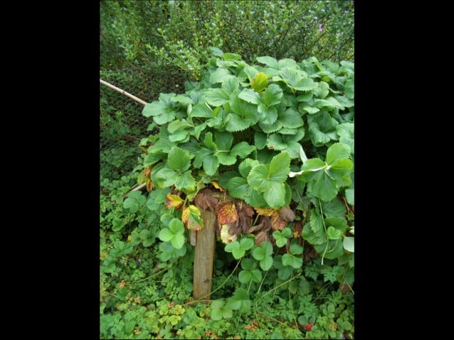 A Tour of Martin Crawford's Forest Garden | PDF