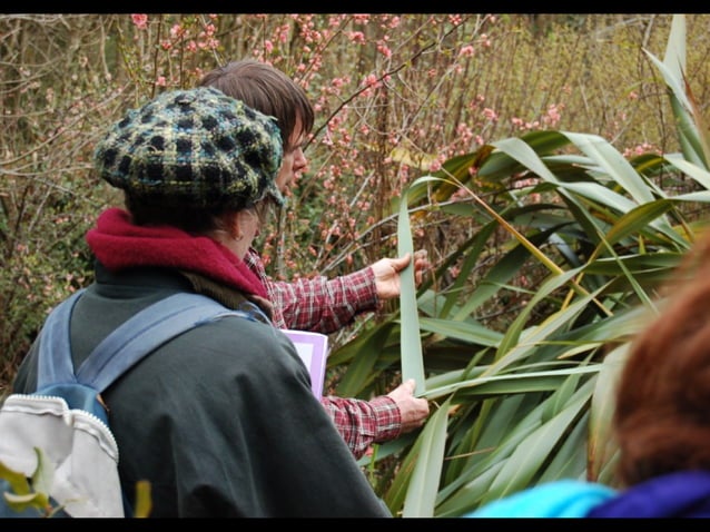 A Tour of Martin Crawford's Forest Garden | PDF
