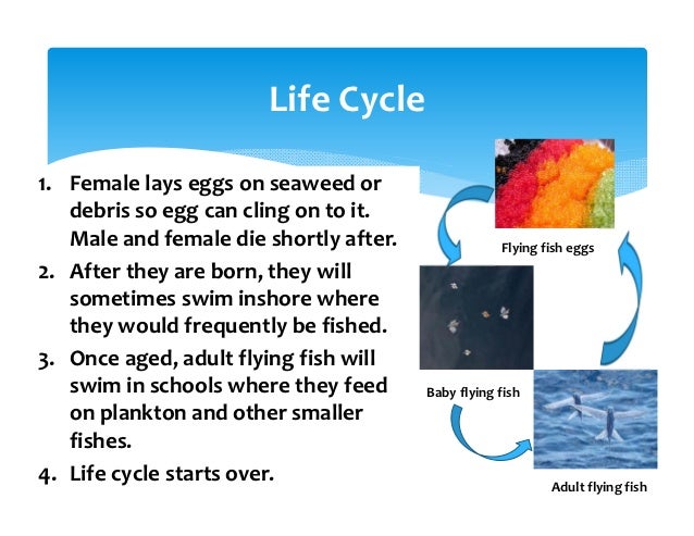 Martin final flying fish 2010