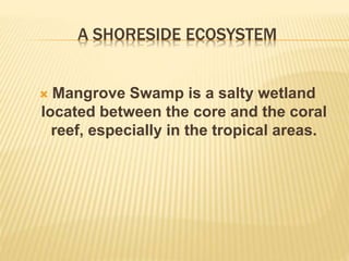 Martinique’s mangroves | PPT