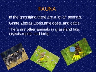 GRASSLAND BIOME | ODP