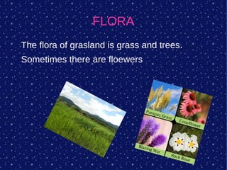 GRASSLAND BIOME | ODP