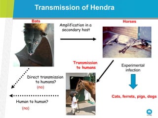Taking One Health Forward: Managing Hendra, an Example of a True One ...