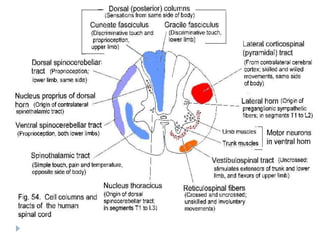 Syringomyelia Cross Section