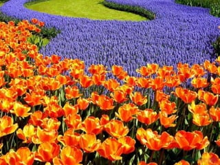 Marvellous nature | PPSX