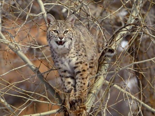 Marvellous nature | PPSX