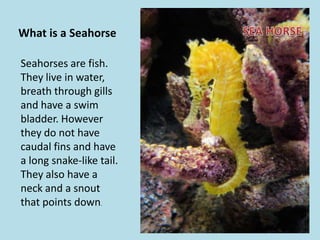 Marvels in the world of animals | PPTX