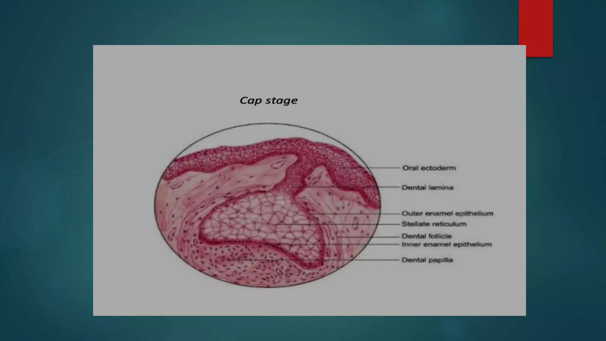 Tooth development cap stage | PPTX