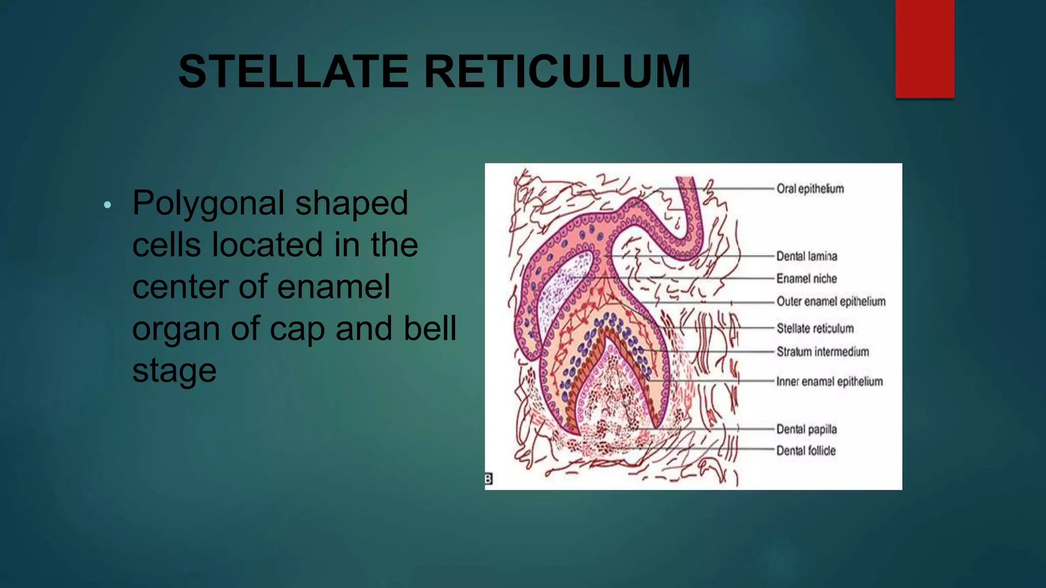 Tooth development cap stage | PPTX