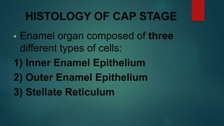 Tooth development cap stage | PPTX
