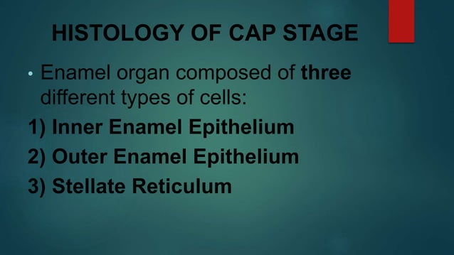 Tooth development cap stage | PPTX | Dental Health | Diseases and ...