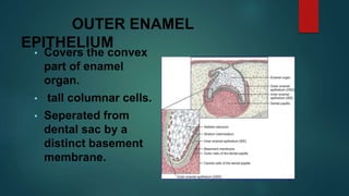 Tooth development cap stage | PPTX