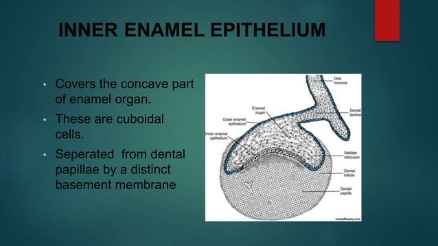 Tooth development cap stage | PPTX | Dental Health | Diseases and ...