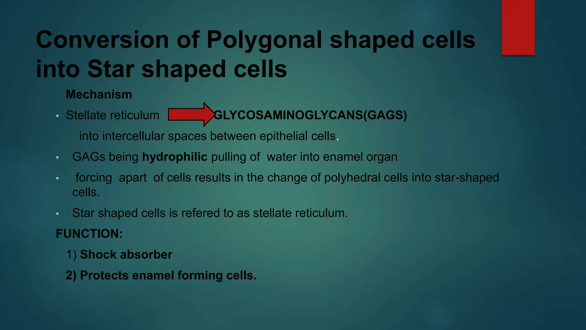 marwa tariq tooth development stages.pptx