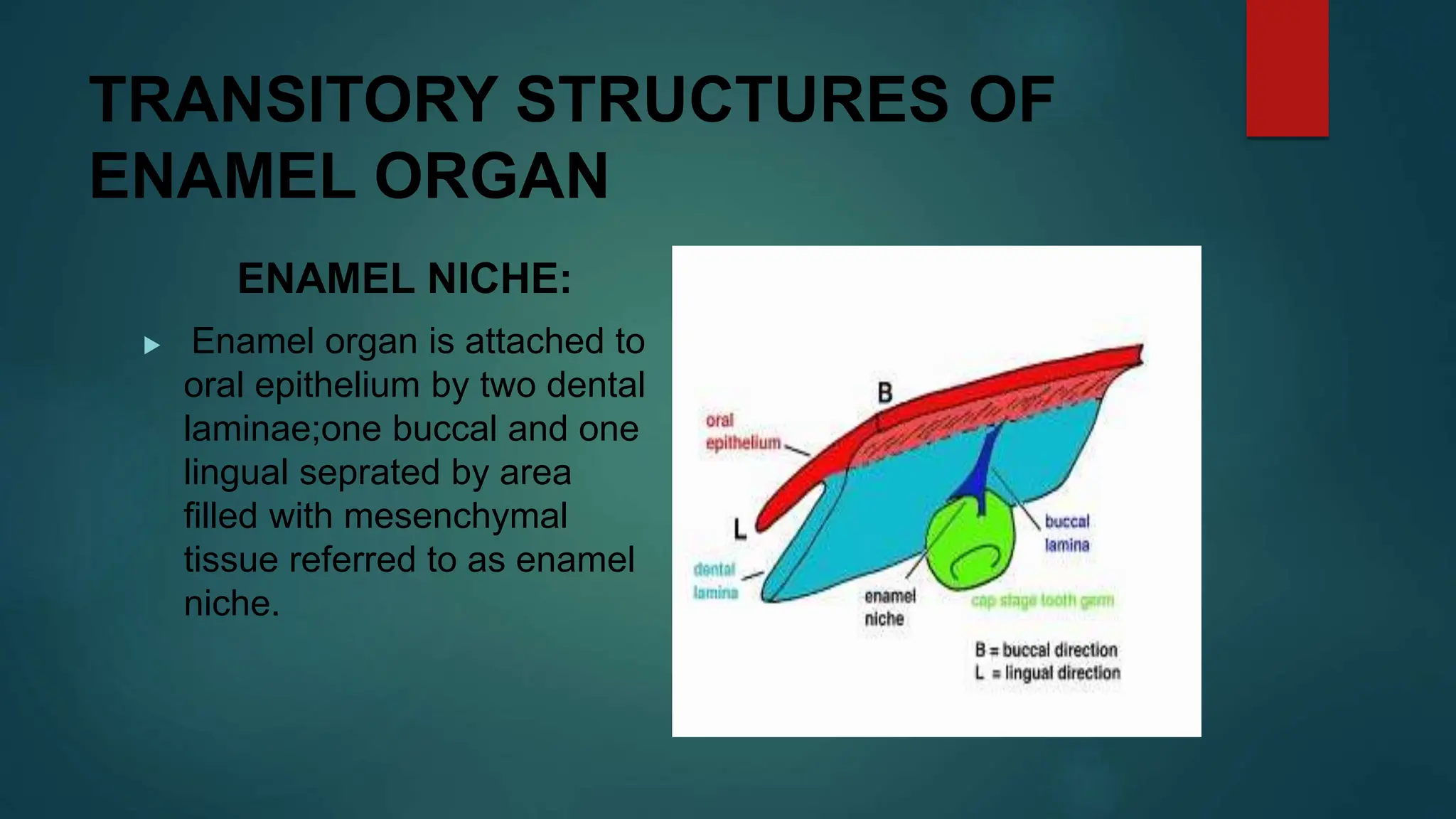 marwa tariq tooth development stages.pptx