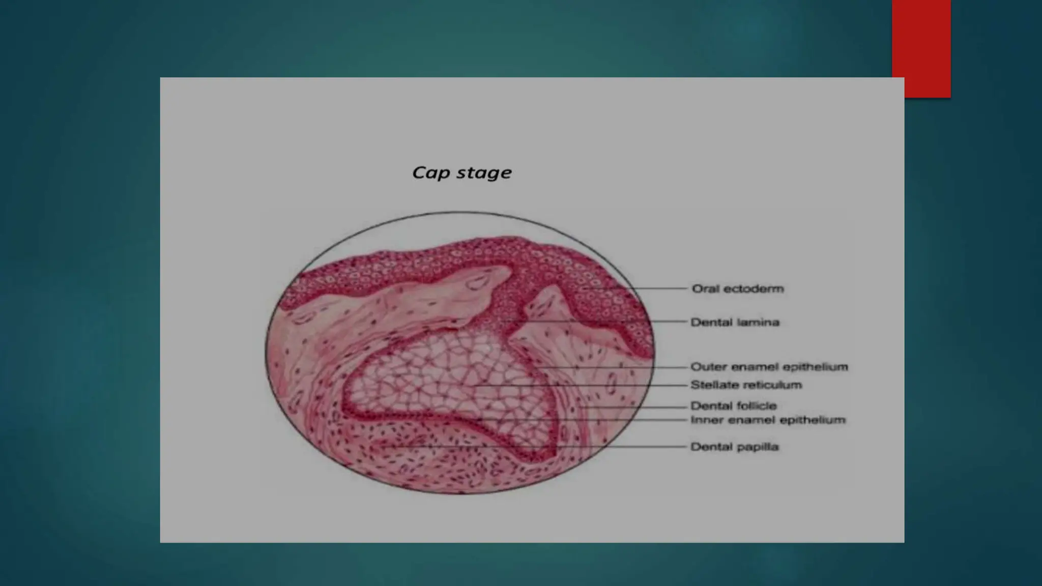 marwa tariq tooth development stages.pptx