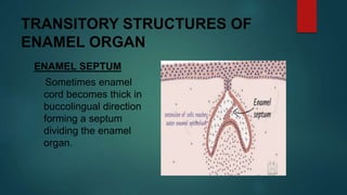 marwa tariq tooth development stages.pptx