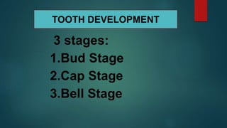 marwa tariq tooth development stages.pptx