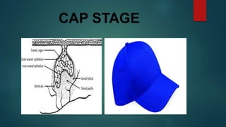 marwa tariq tooth development stages.pptx