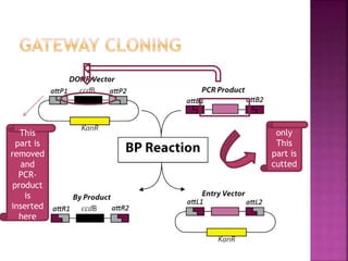 gateway cloning | PPT
