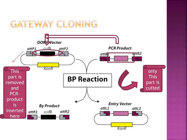 gateway cloning | PPTX | Chemistry | Science