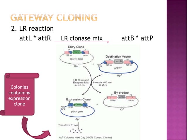 gateway cloning | PPTX | Chemistry | Science