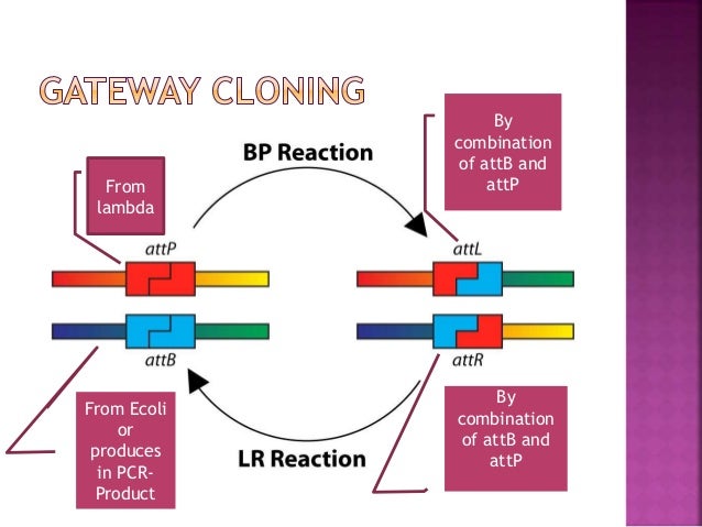 gateway cloning