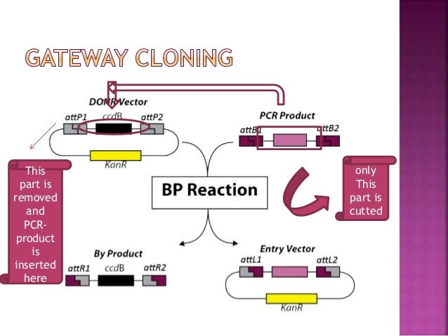 gateway cloning