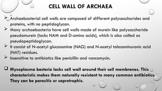 cell wall synthesis of bacterial cell.pptx