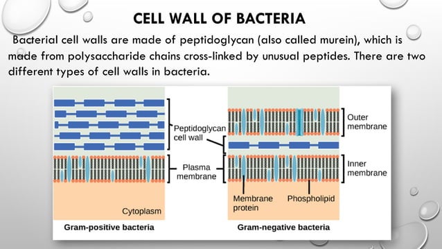 cell wall synthesis of bacterial cell.pptx