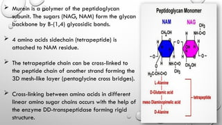 cell wall synthesis of bacterial cell.pptx