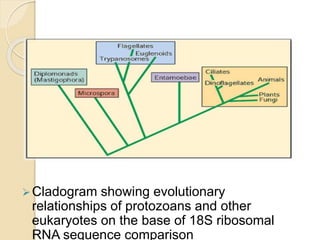 FURTHER PHYLOGENETIC CONSIDERATION OF PROTOZOANS | PPTX