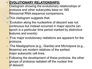 FURTHER PHYLOGENETIC CONSIDERATION OF PROTOZOANS | PPT