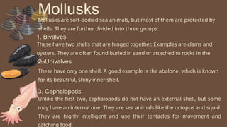 Q2 Module 3Two Classifications of Shellfish.pptx