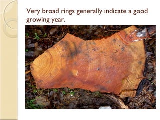 tree ring analysis ( master chronology , Dendrochronology) | PPT