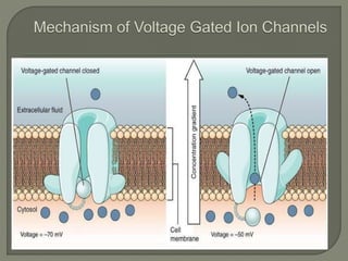 Ion channel RECEPTOR | PPTX