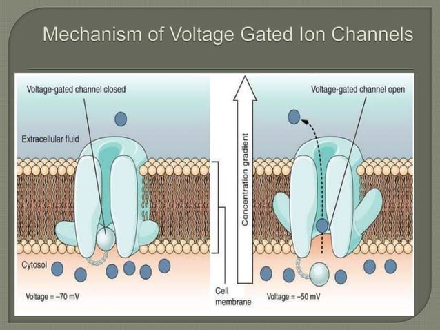 Ion channel RECEPTOR | PPTX