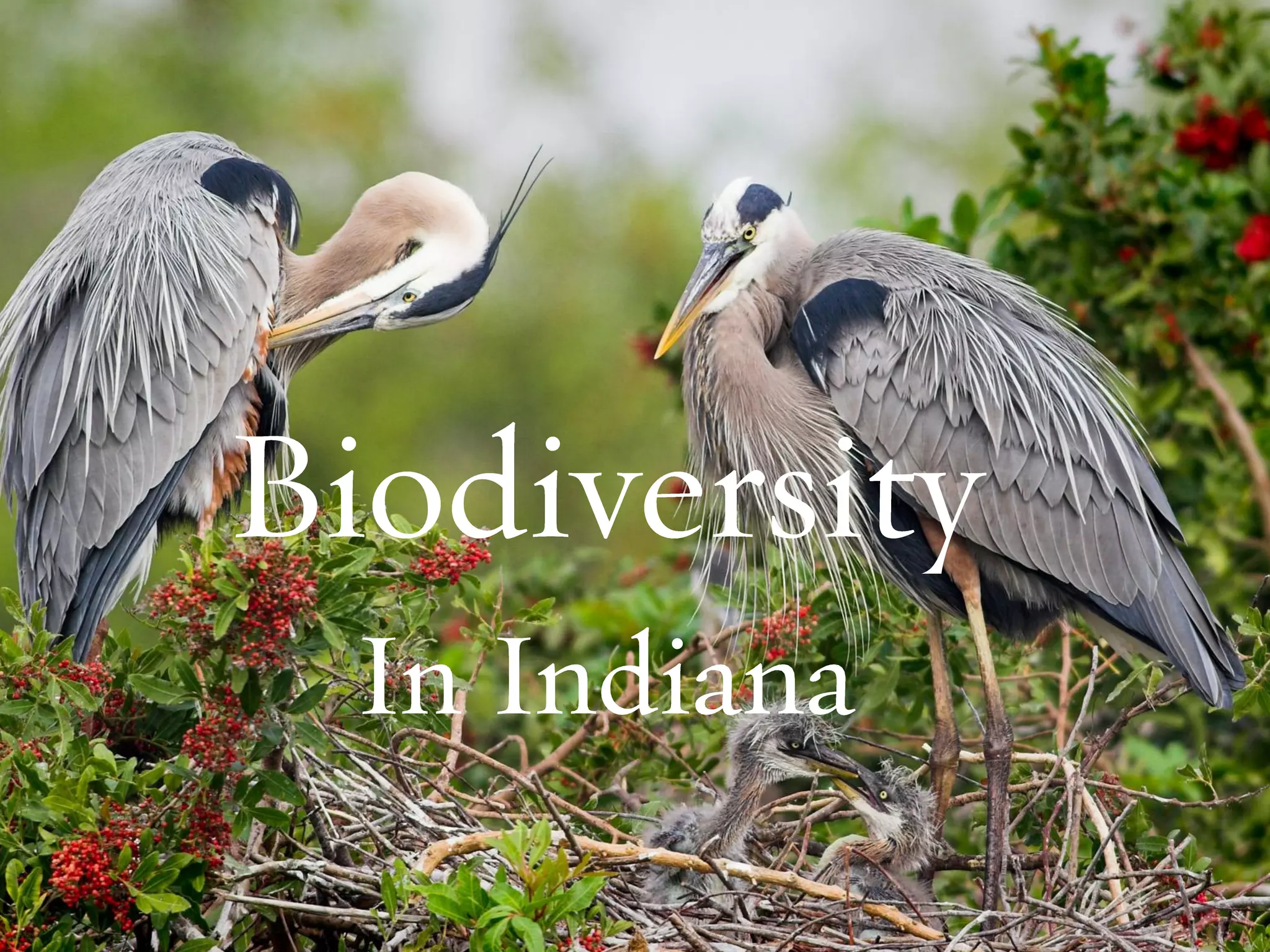 Biodiversity in Indiana - Sustainable Natural Resources Task Force 11 ...