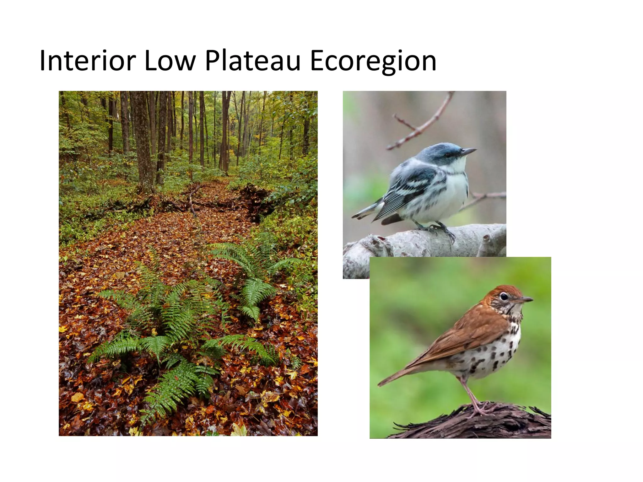 Biodiversity in Indiana - Sustainable Natural Resources Task Force 11 ...