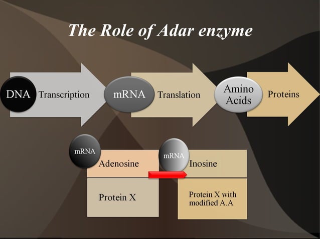 ADAR Enzyme's proposal | PPT