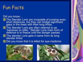 Mary vu slender loris | PPT