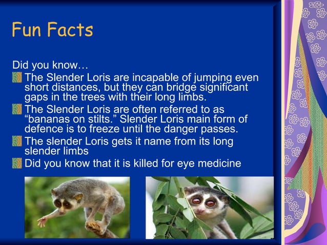 Mary vu slender loris | PPT